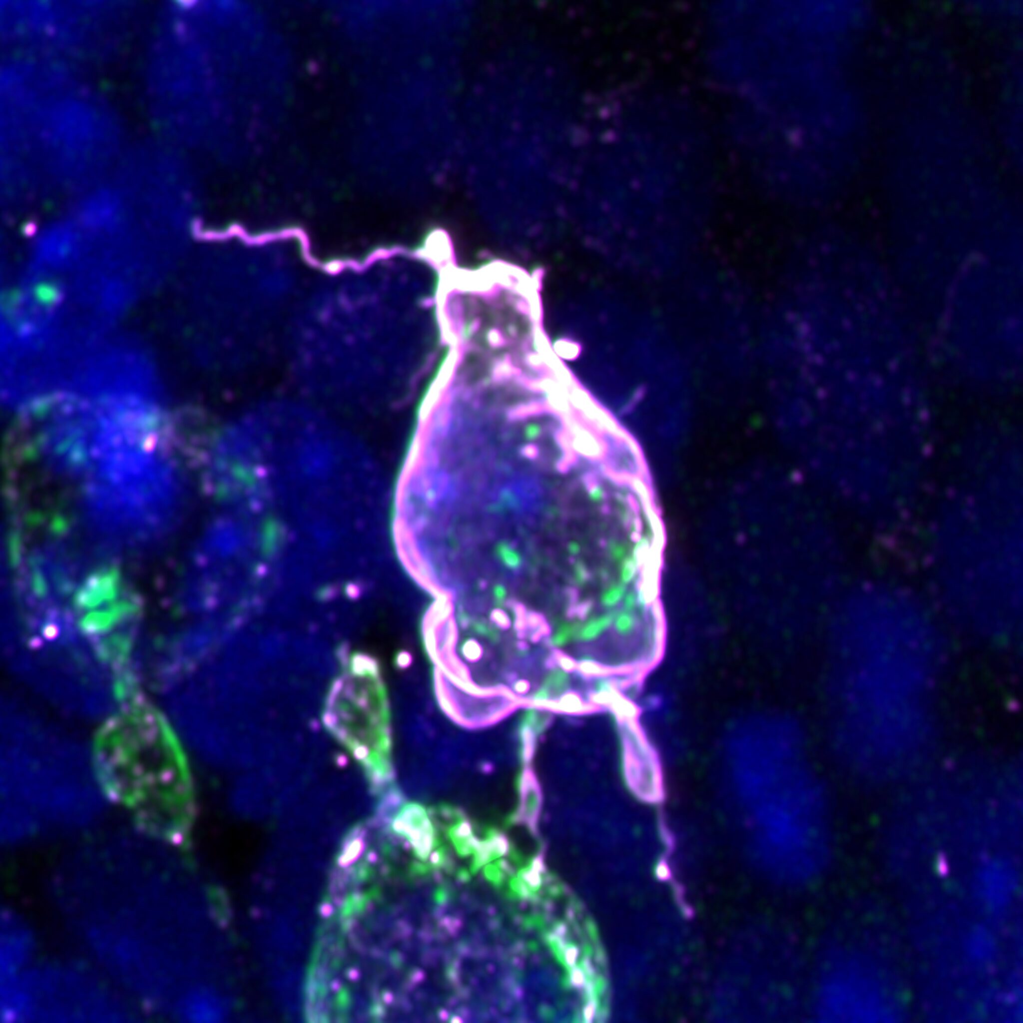 A long and dangerous journey: how primordial germ cells migrate in ...