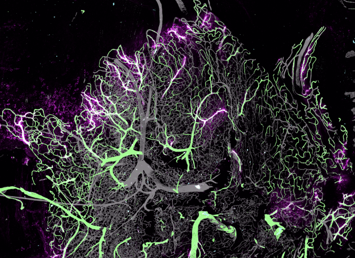 Tetsuo Hasegawa | MRC Laboratory of Molecular Biology