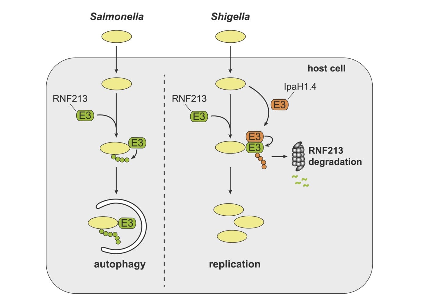 Cytosol-adapted bacterium usurps host defence mechanism to evade LPS ...