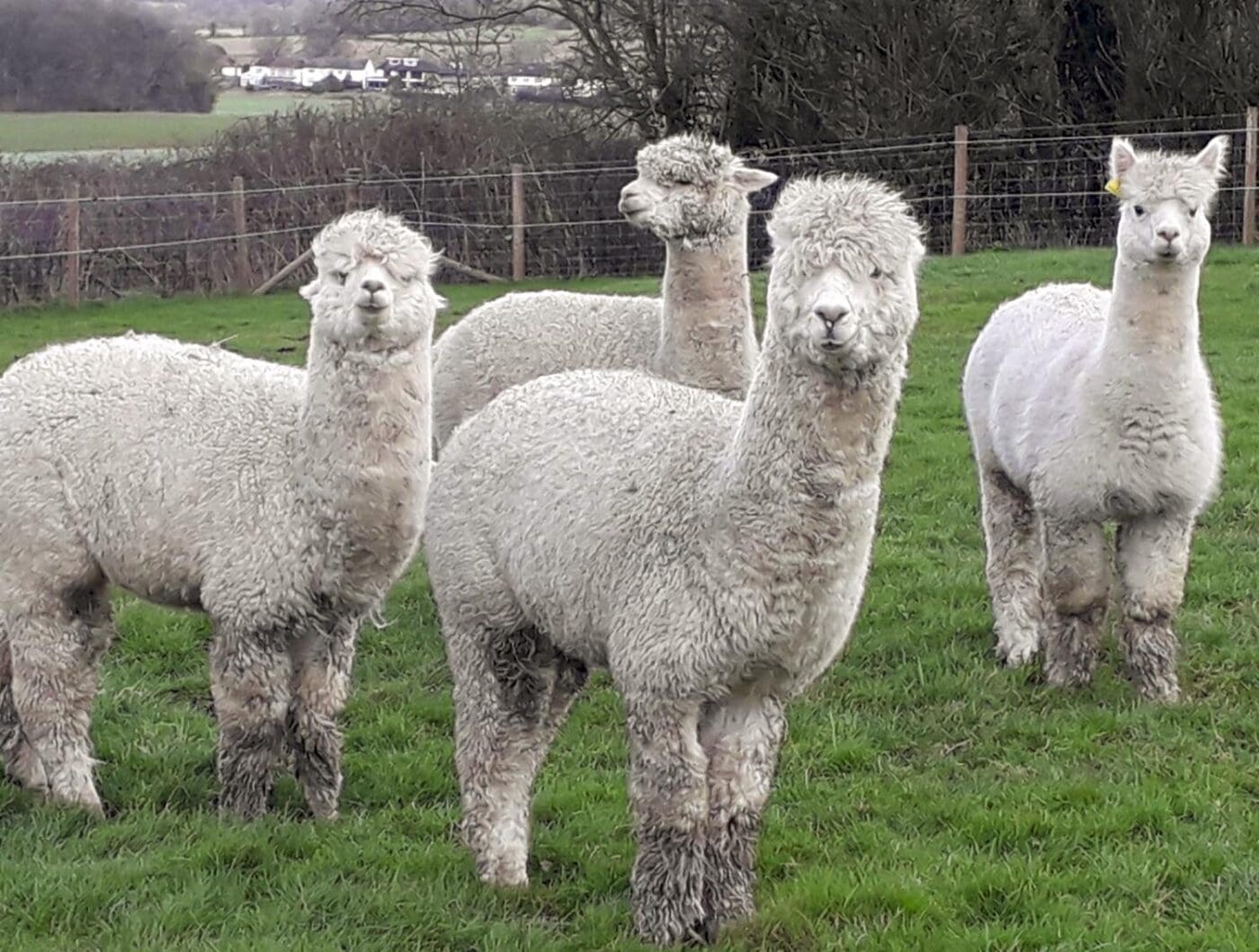 How alpacas help solve protein structures | MRC Laboratory of Molecular ...