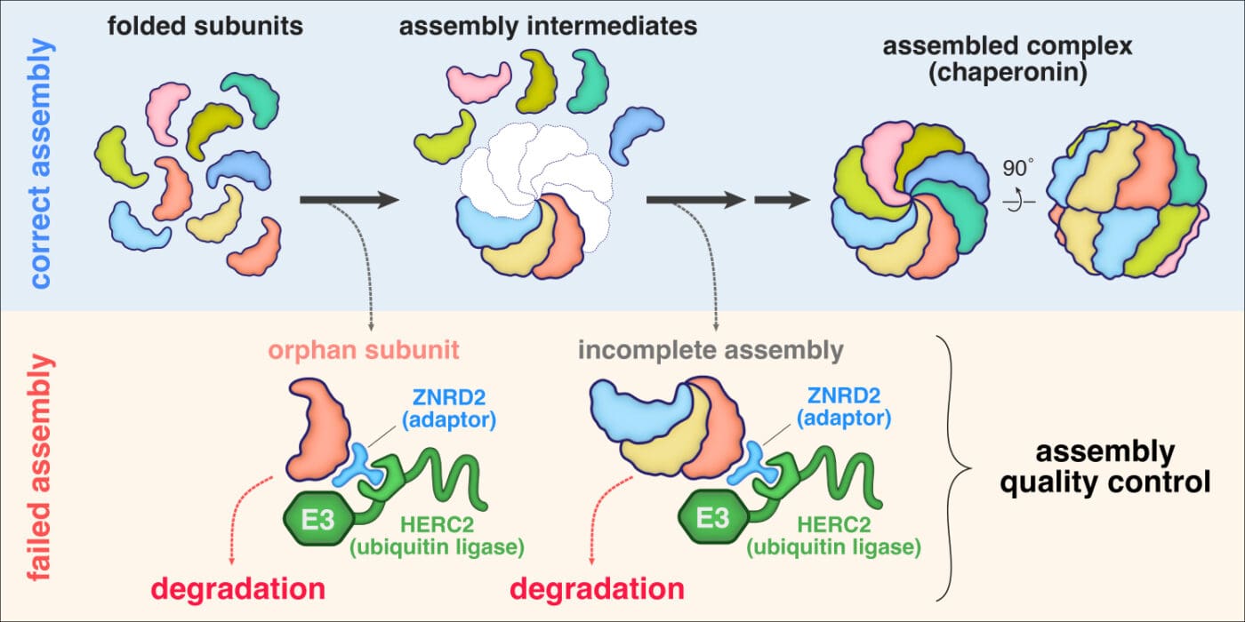Keeping protein subunits in check via assembly quality control | MRC ...