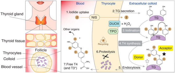 First look at the atomic structure of thyroglobulin | MRC Laboratory of ...