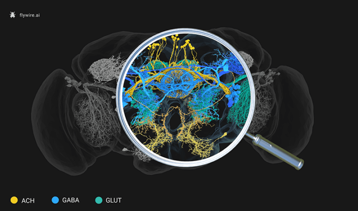 First map of the neurotransmitters used in the fruit fly brain | MRC ...