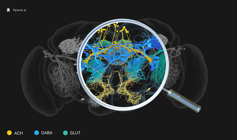 First map of the neurotransmitters used in the fruit fly brain | MRC ...