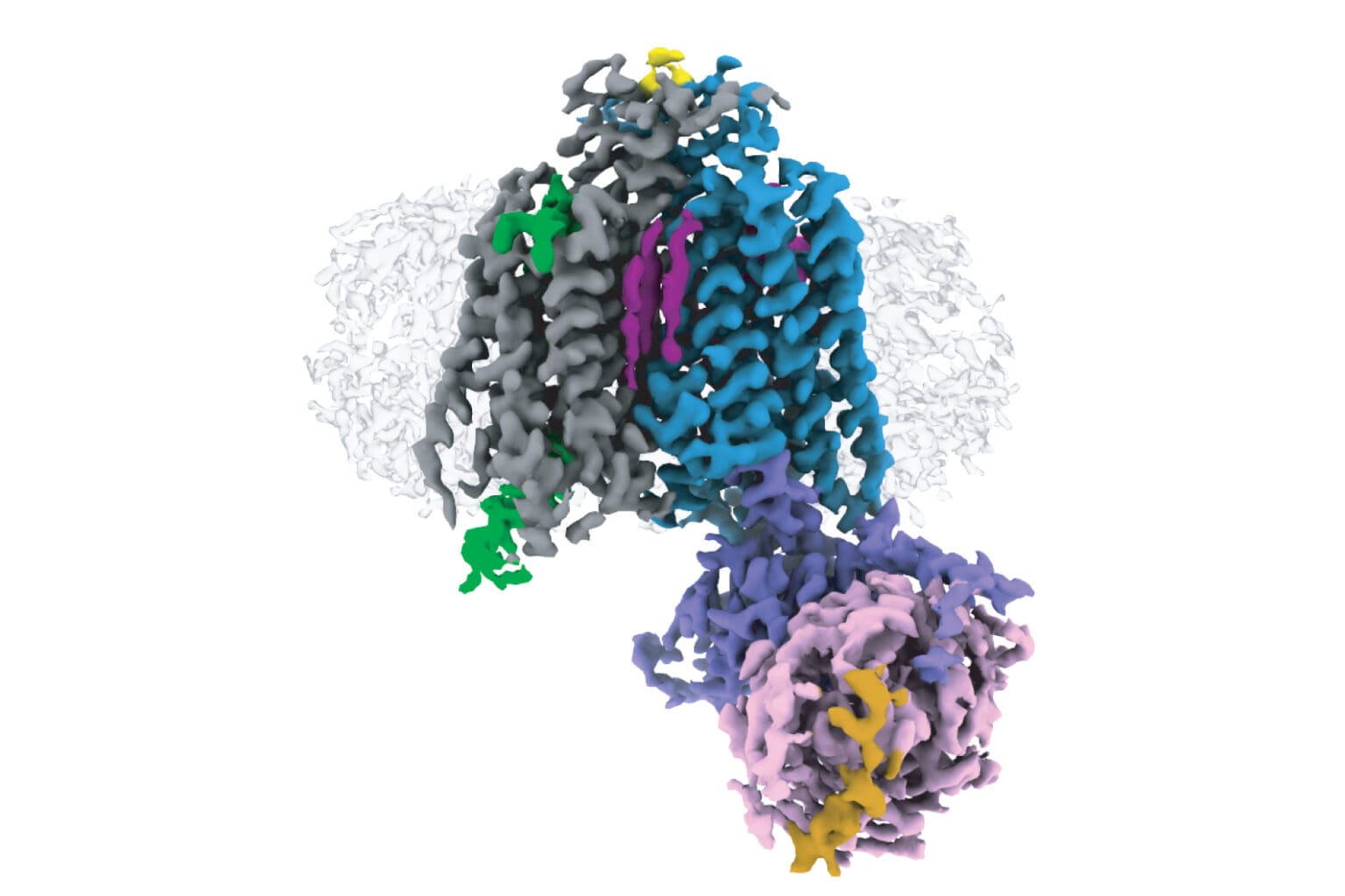 First structure of a fungal GPCR | MRC Laboratory of Molecular Biology
